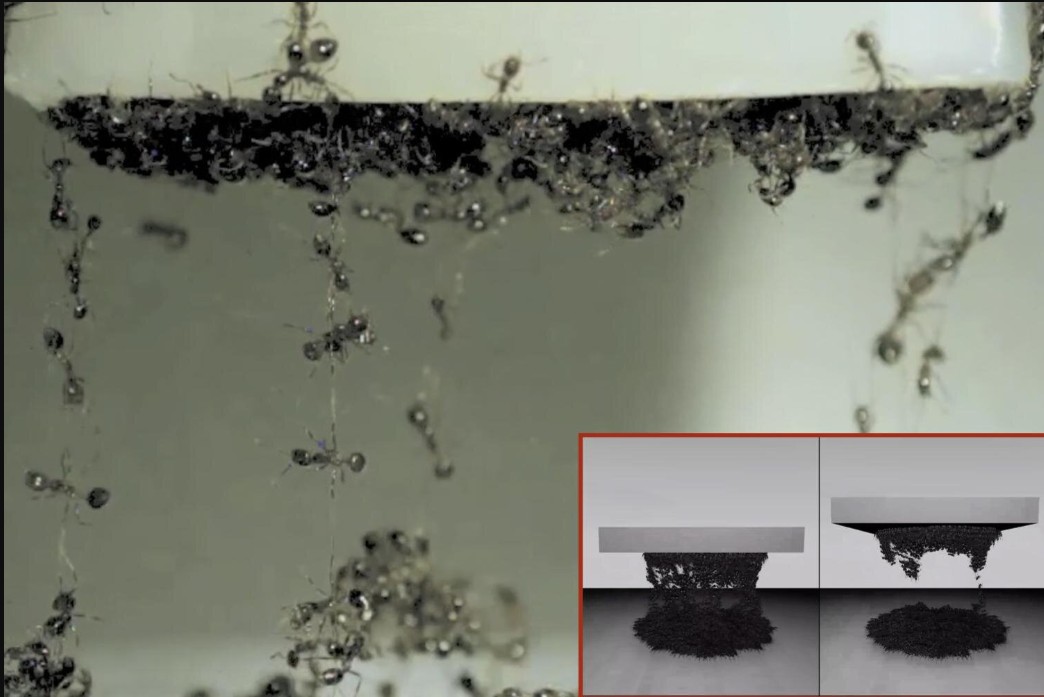 Swarm Logic: Engineering Inspiration from Ants - ENGtechnica